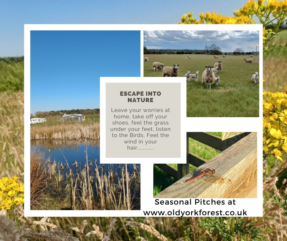Seasonal Pitch / Caravan Storage - Old York Forest Caravan Park
