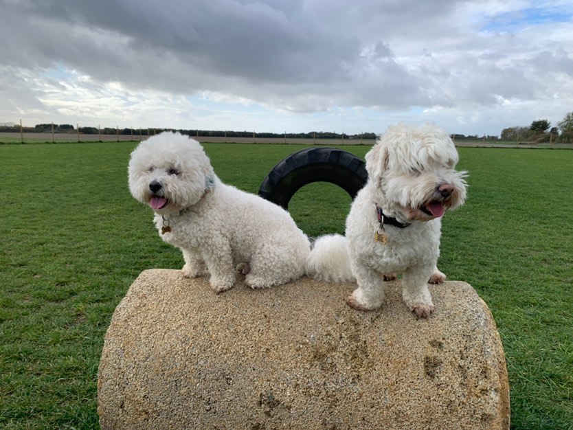 Caravan Park York - Caravanning with dogs - Old York Forest Caravan Park